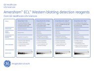 Amersham™ ECL™ Prime Western blotting reagent - GE Western ...
