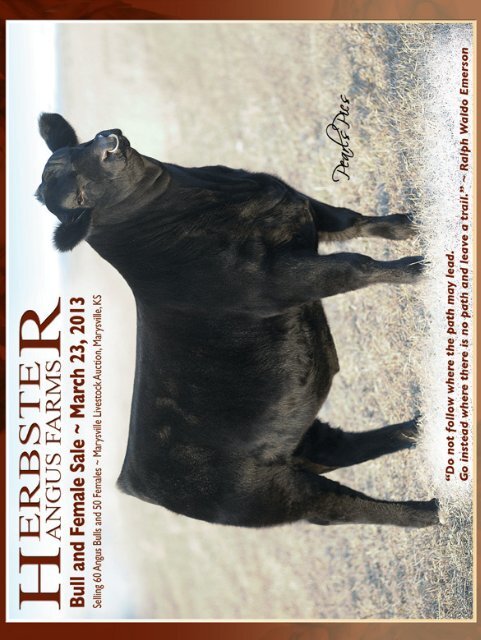 click here for our 2013 bull sale catalog - Herbster Angus Farms