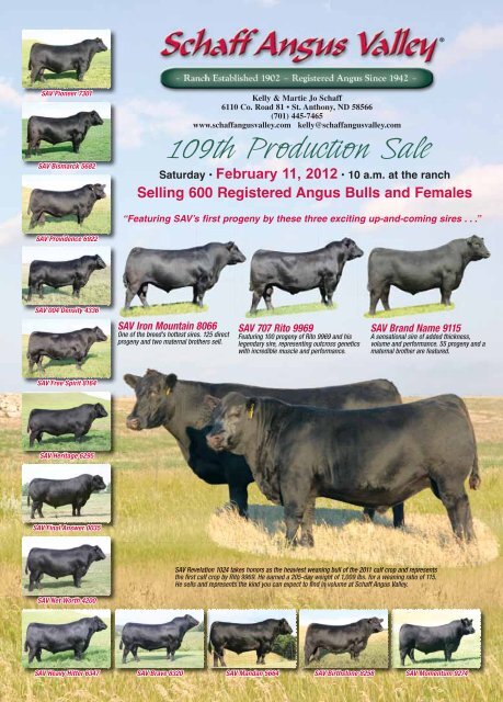 109th Production Sale - Schaff Angus Valley