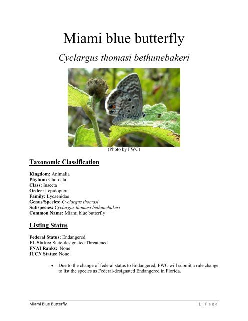Miami blue butterfly - Florida Fish and Wildlife Conservation ...