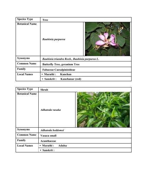 Species Type Tree Botanical Name Bauhinia purpurea Synonyms ...