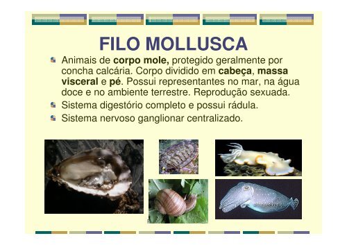 Exemplos Do Filo Mollusca Filo Mollusca – Biologia