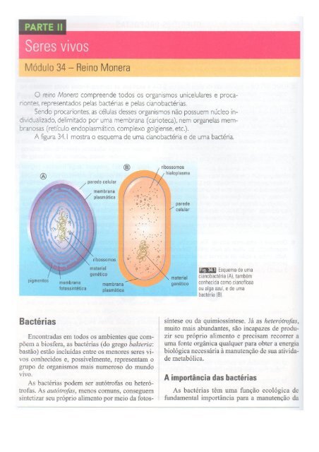 Reino Monera Realiza Un Organizador Grafico Sobre El Reino Monera Por