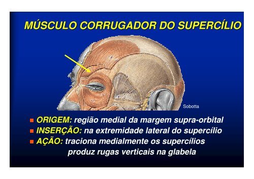 MÚSCULO SCULO CORRUGADOR