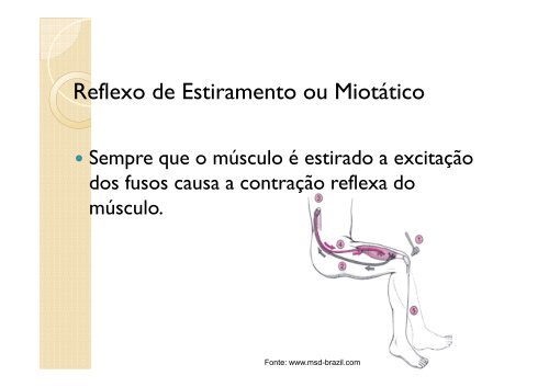 Reflexo de Estiramento ou