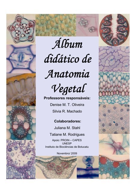 Álbum didático de Anatomia Vegetal - Instituto de Biociências - Unesp