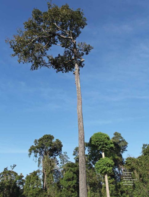 Castanheira na floresta amazônica - Revista Pesquisa FAPESP