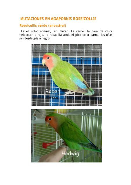 Agapornis Lutino Opalino