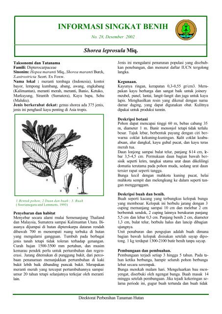 Pokok Meranti Tembaga