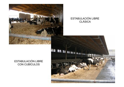 estabulación libre clásica estabulación libre con cubículos