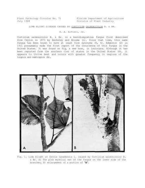 Limb Blight Disease Caused by Corticium Salmonicolor B - Florida ...