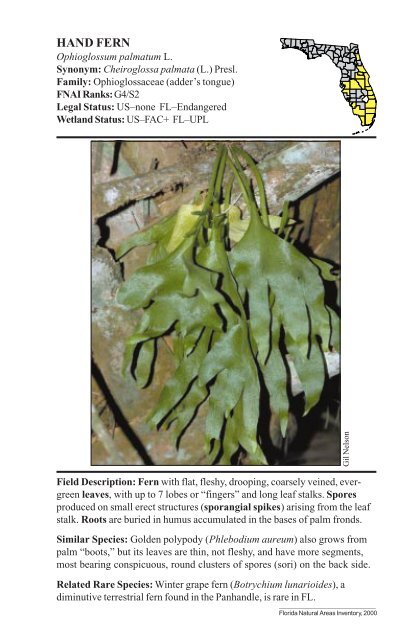 HAND FERN - Florida Natural Areas Inventory