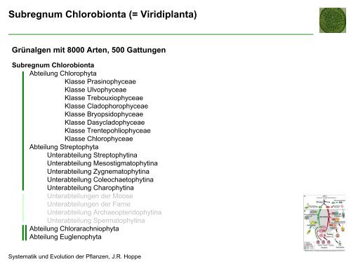 Subregnum Chlorobionta (= Viridiplanta) - Biologie, Universität Ulm