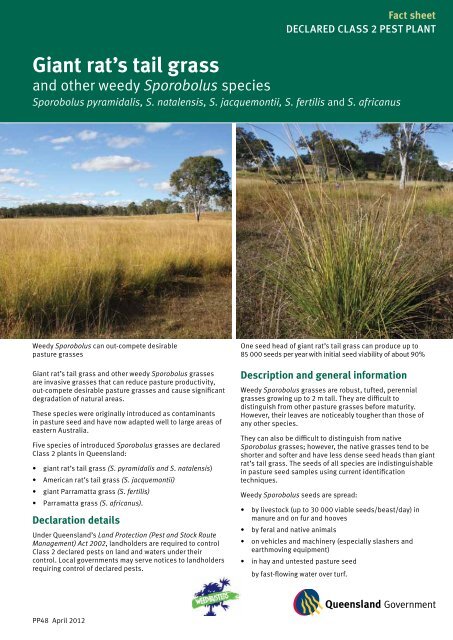 Giant rat's tail grass - Department of Primary Industries