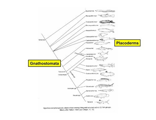 Placoderms Gnathostomata