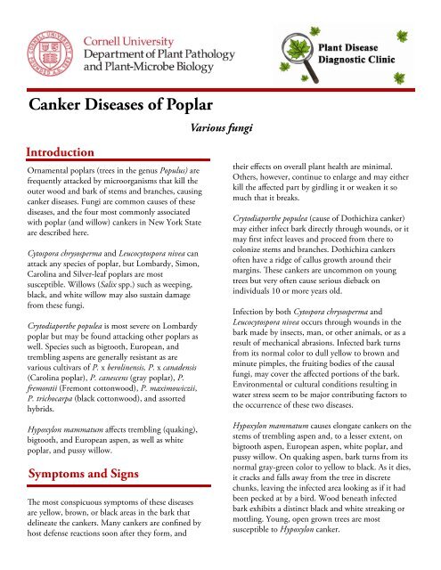 Canker Diseases of Poplar - Cornell University's Plant Disease ...