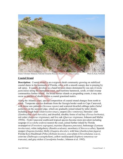 Coastal Strand - Florida Natural Areas Inventory