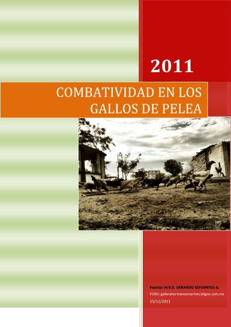 combatividad en los gallos de pelea - gallera hermanos marines ...