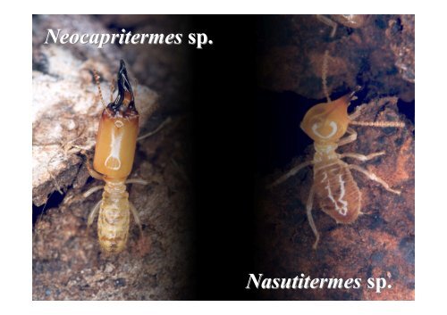 Heterotermes tenuis Synte