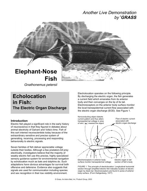 The Electric Organ Discharge Elephant-Nose Fish - Grass ...