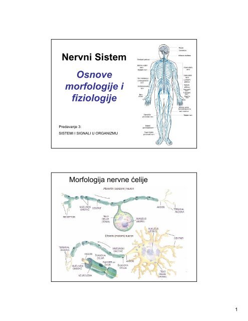 Nervni Sistem Osnove morfologije i fiziologije