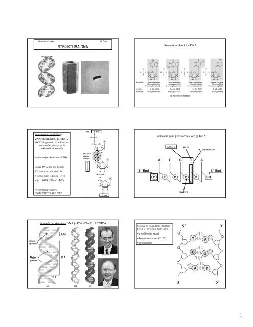 STRUKTURA DNA - IBK