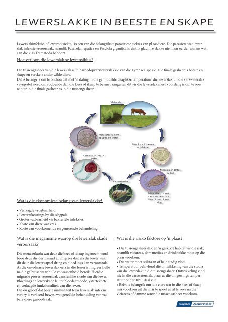 LEWERSLAKKE IN BEESTE EN SKAPE - at amadeus dexters.
