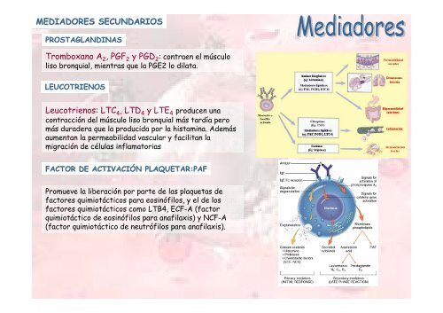 MEDIADORES SECUNDARIOS PR