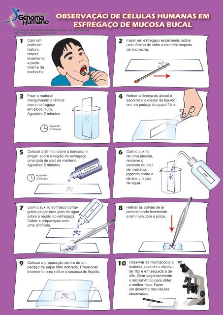 OBSERVAÇÃO DE CÉLULAS HUMANAS EM ... - Genoma - USP