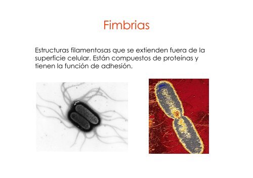 Fimbrias