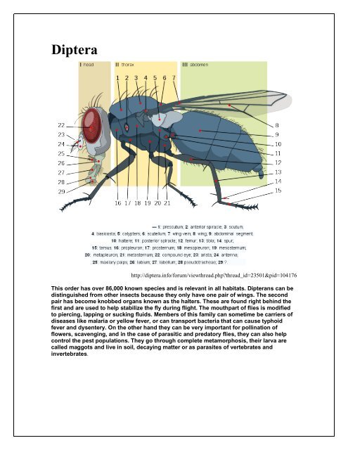 Diptera