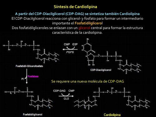 Cardiolipina La cardioli