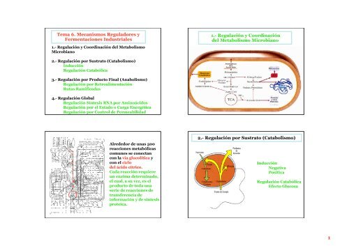 Tema 06 MetabolismoPrint