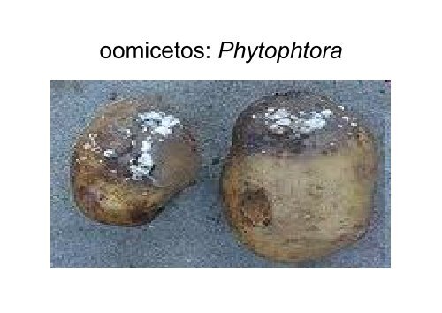 Mixomicetos