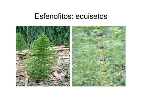 Esfenofitos: equisetos