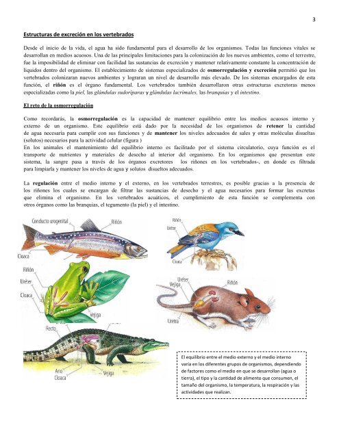 Los metanefridios Los met