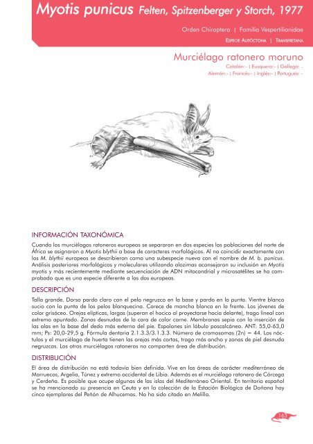 Myotis punicus. Murciélago ratonero moruno