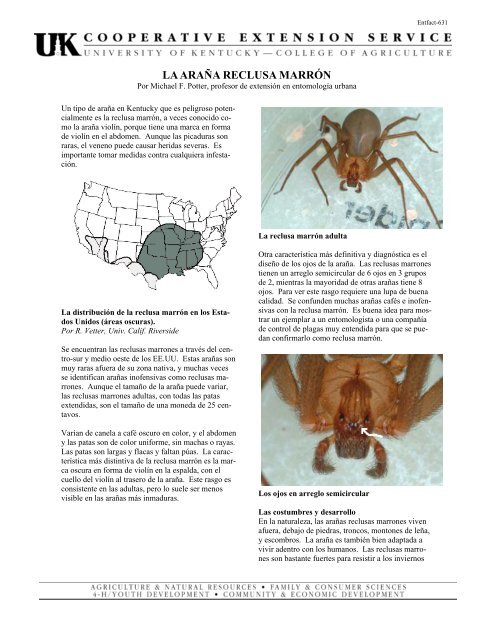 Etapas De Picadura De Araña Reclusa