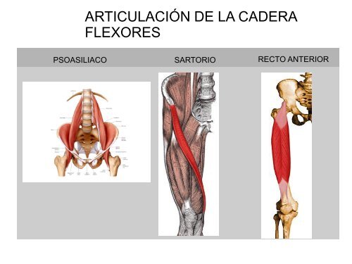 Anatomía De Los Músculos Y Ligamentos De La Cadera. Aductores De