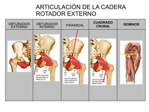 PECTINEO ARTICULACIÓN DE