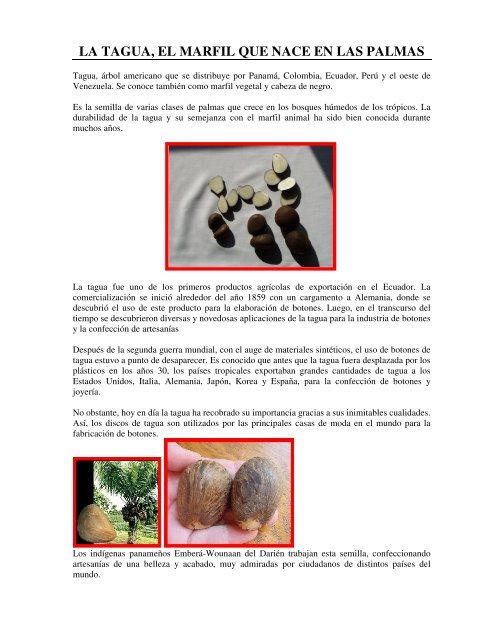 la tagua, el marfil que nace en las palmas - Legio Praetoria Pipa Club