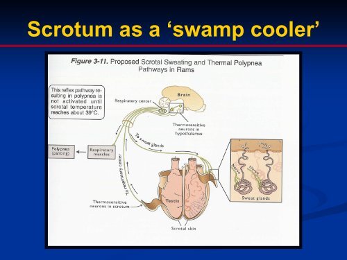 Scrotum as a ‘swamp coo