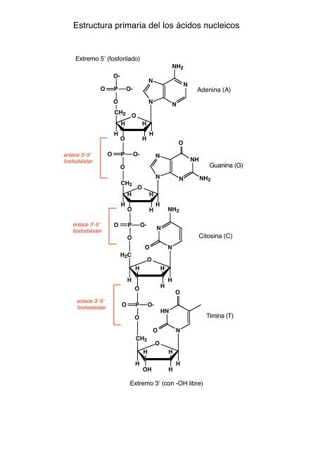 Estructura primaria del los ácidos nucleicos - BioROM