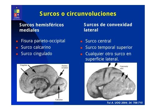 Surcos y circunvo