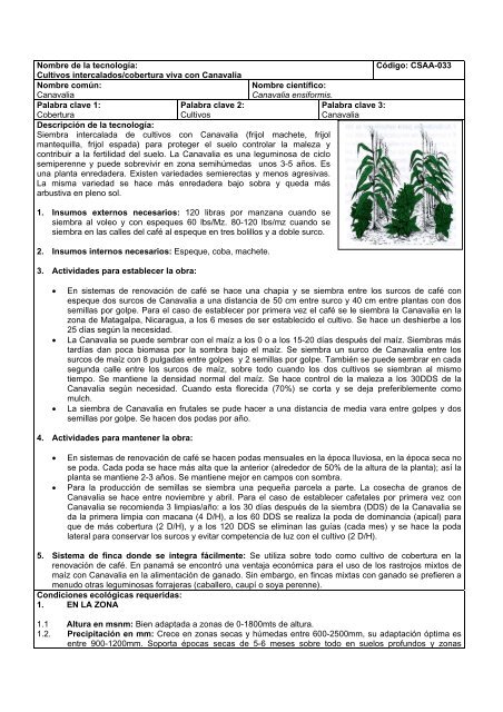 Cultivos intercalados/cobertura viva con Canavalia - funica