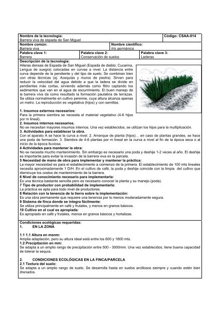 Barrera viva de espada de San Miguel - funica