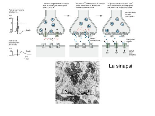 Diagramma Sinapsi