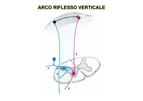 ARCO RIFLESSO VERTICALE