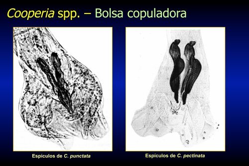 Cooperia spp. - Morfologi
