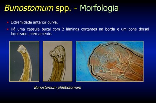 Bunostomum spp. - Morfolo